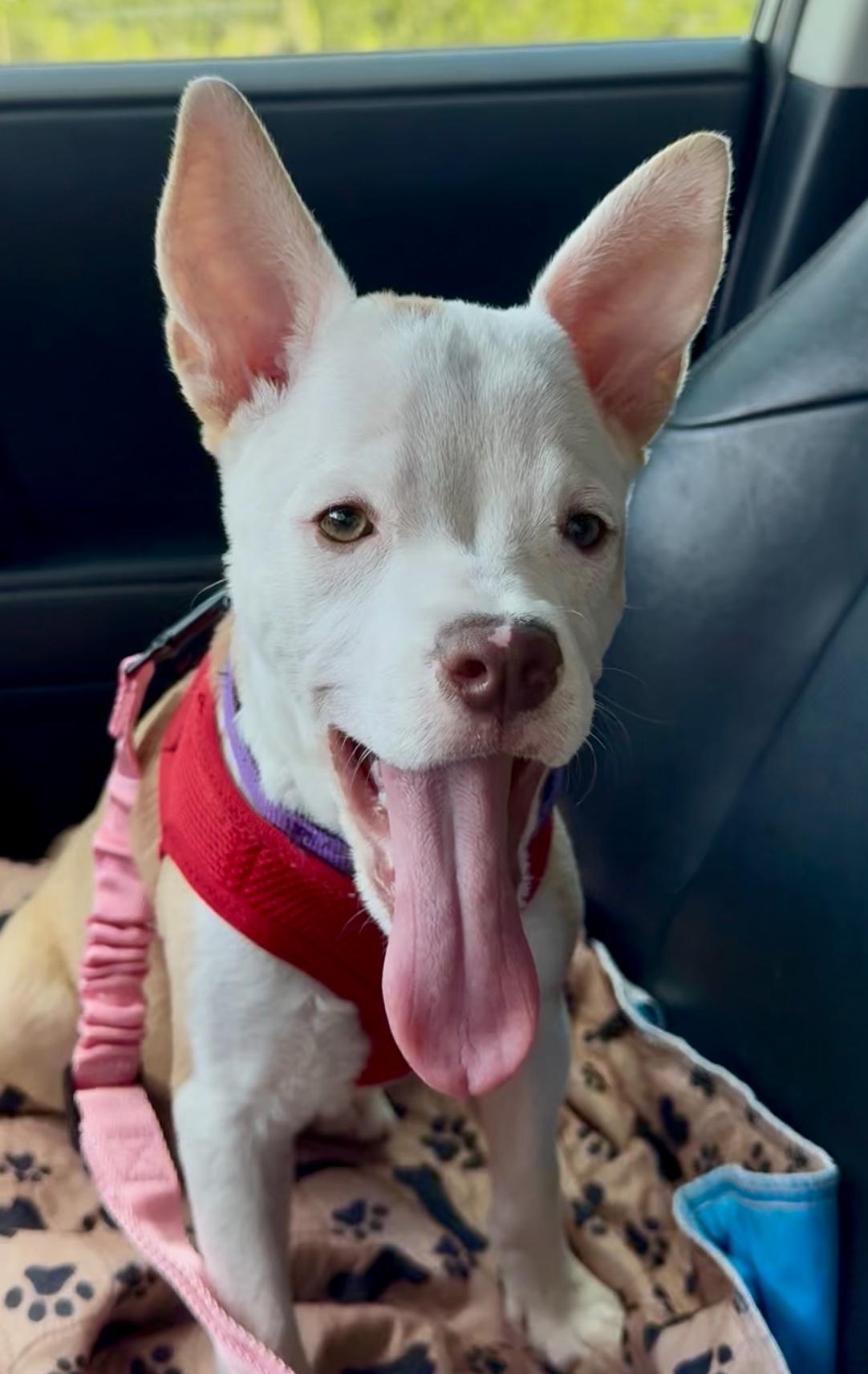 Dog for adoption - Belle, an Australian Cattle Dog / Blue Heeler Mix in ...