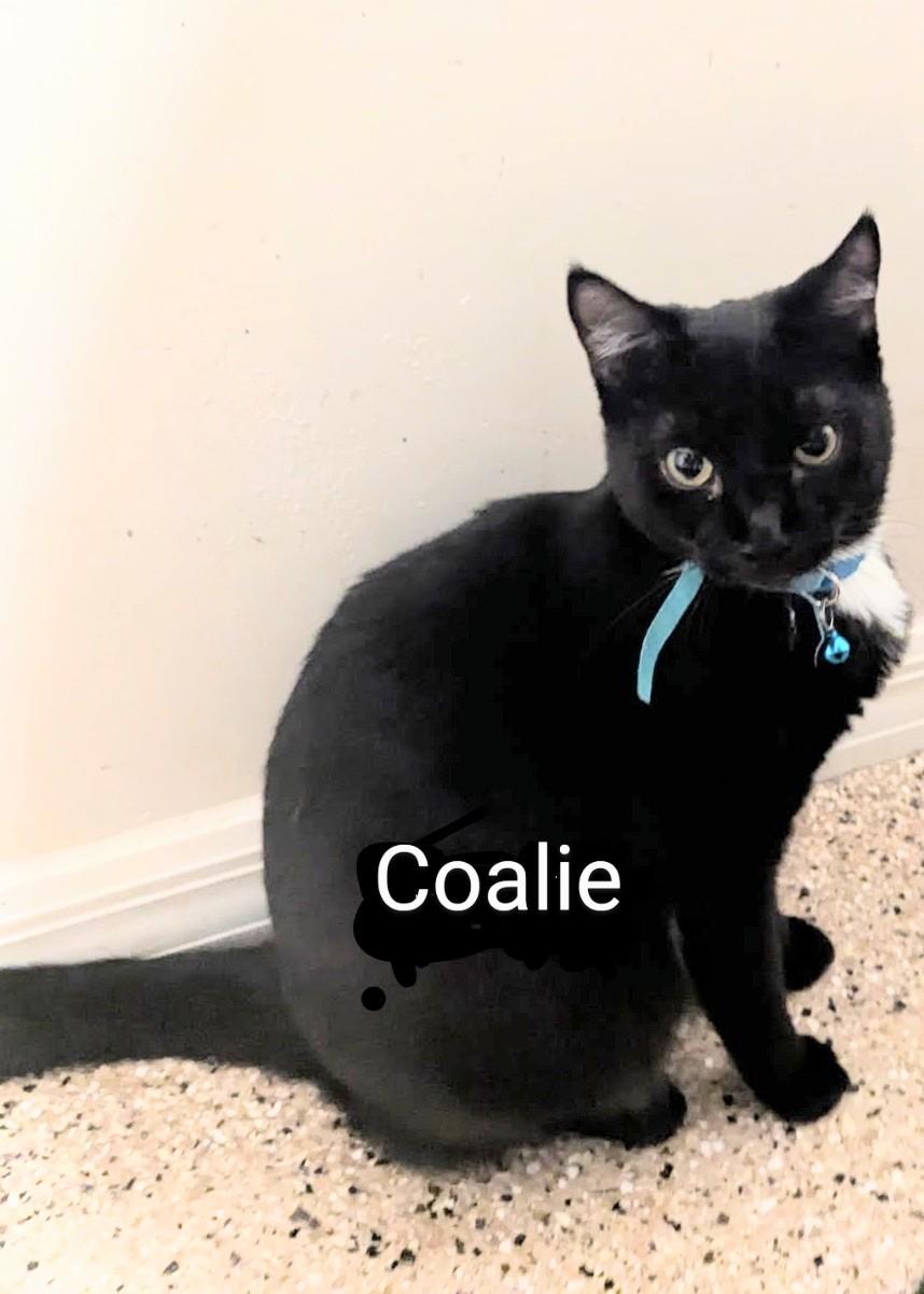 Cat for adoption - Coley, an American Shorthair in Fort Myers Beach, FL ...