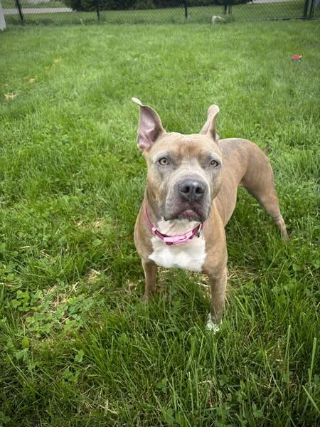 Dog for adoption - Simone, a Staffordshire Bull Terrier in Greensburg ...