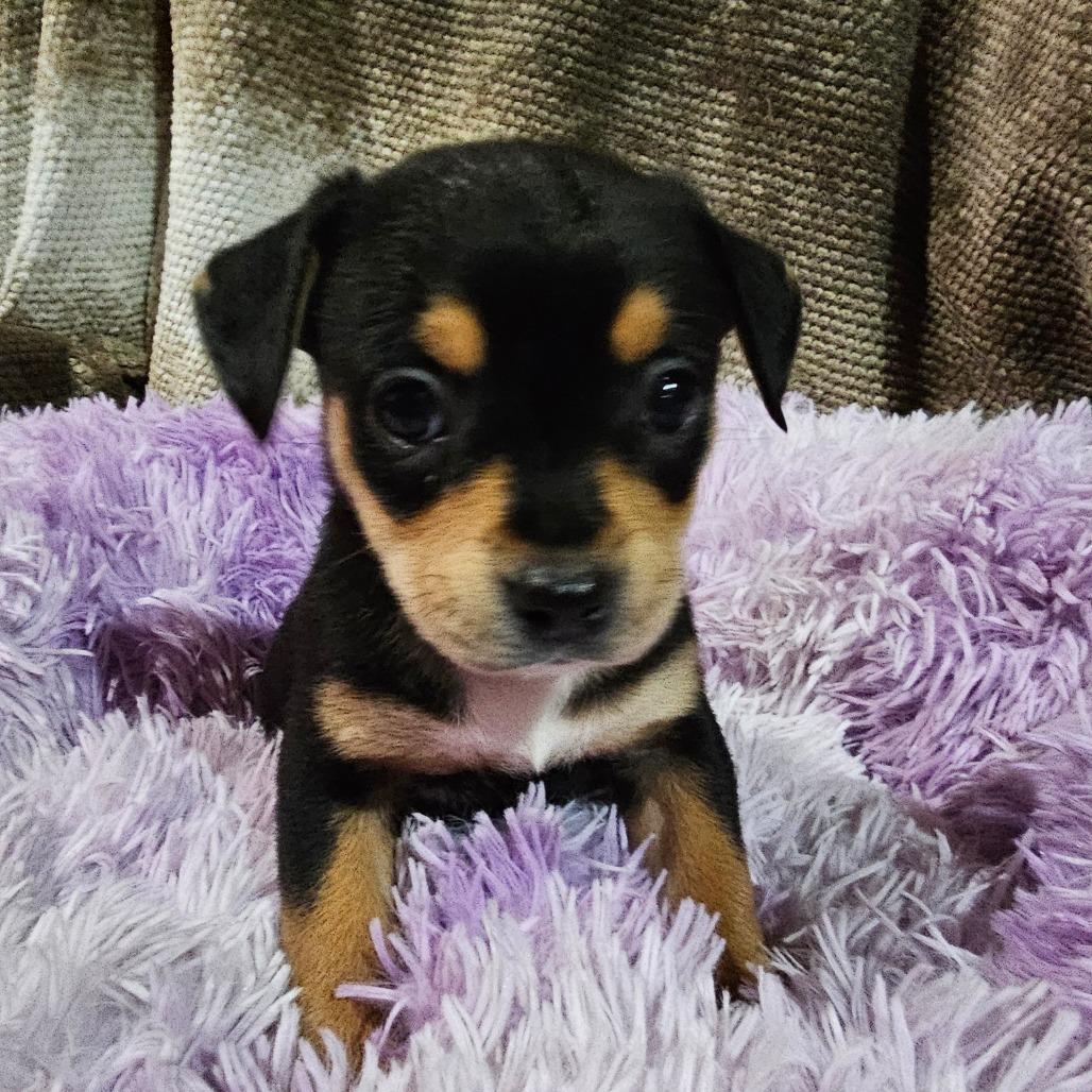 Dog for adoption - Cadee LB, a Chihuahua & Terrier Mix in Hoffman ...