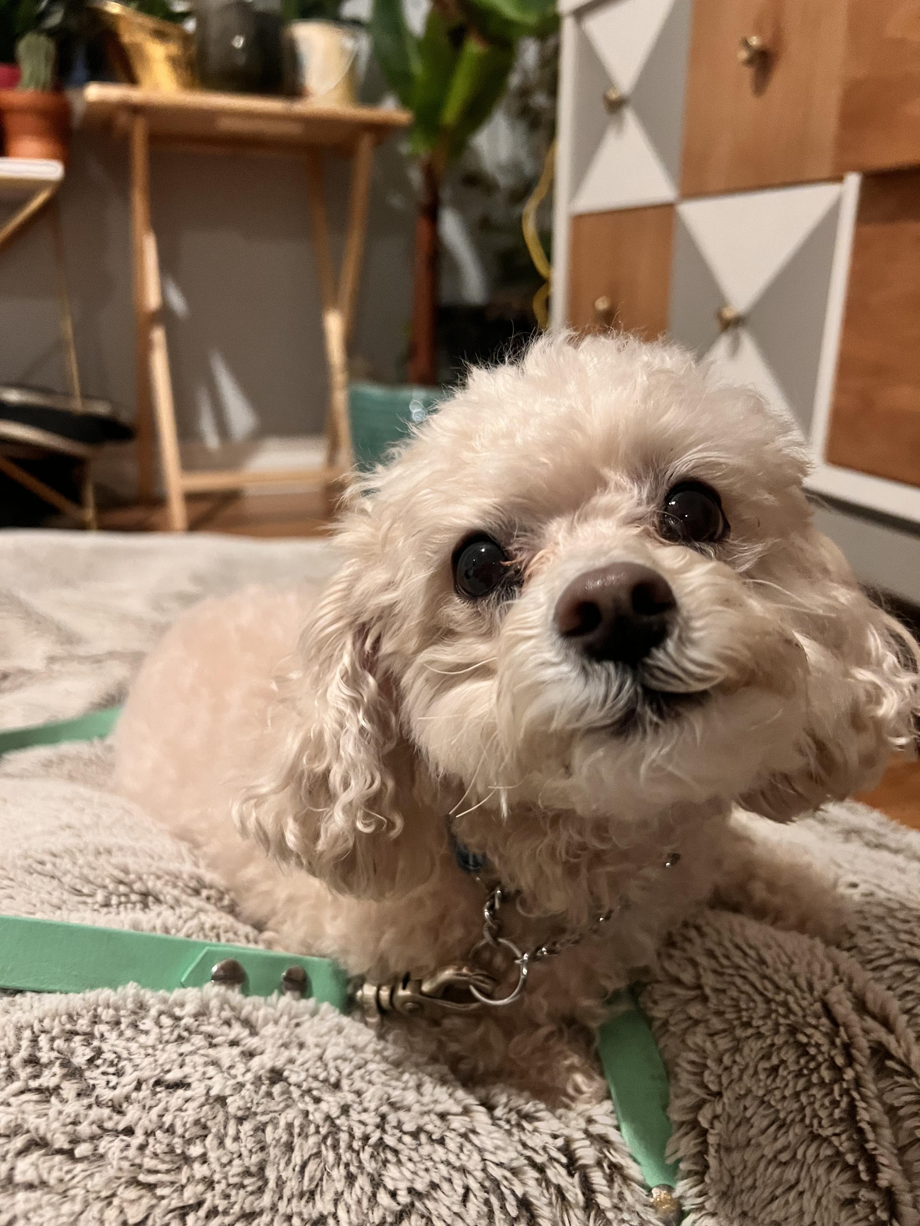 Dog for adoption - Beau, a Mixed Breed in London, ON | Petfinder