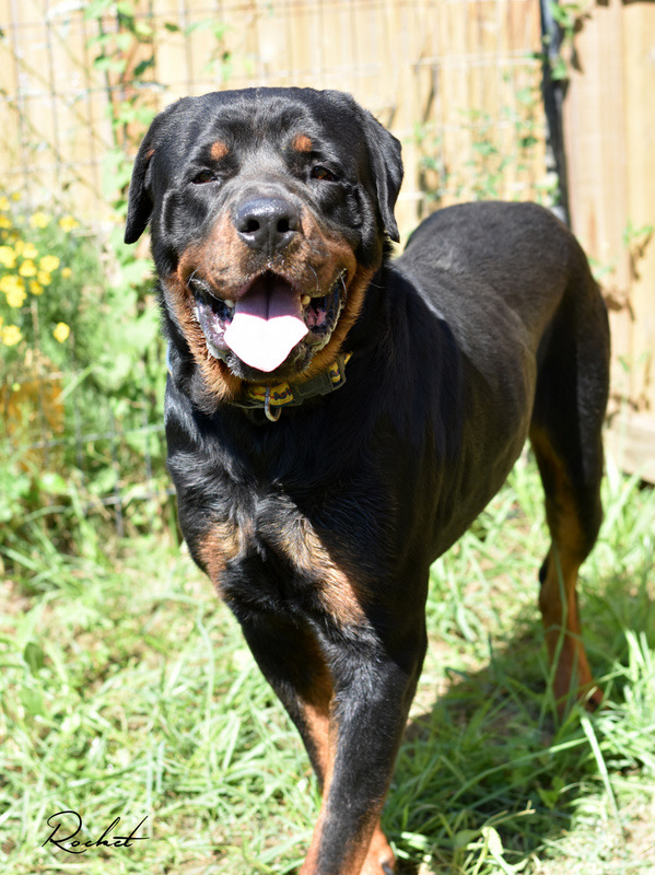 Dog for adoption - Rocket, a Rottweiler in Cincinnati, OH | Petfinder