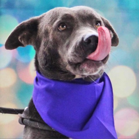 Dog for adoption - Maxine JuM, a Blue Lacy & Labrador Retriever Mix in ...