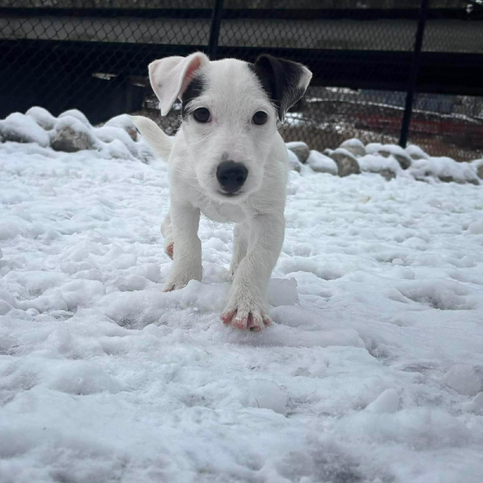 Wishbone - Adoptable Pet | Petfinder | Petfinder