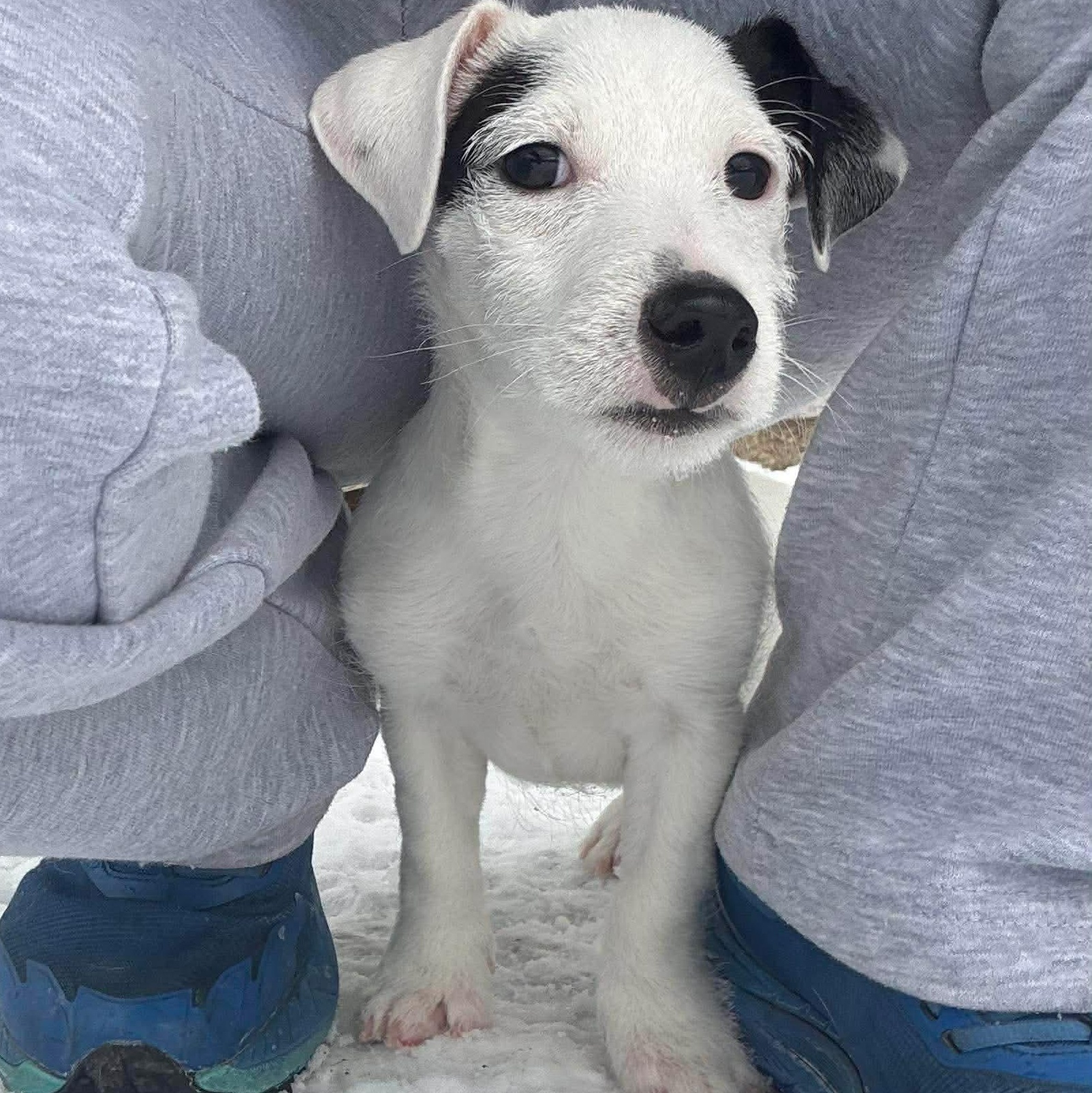Wishbone - Adoptable Pet | Petfinder | Petfinder