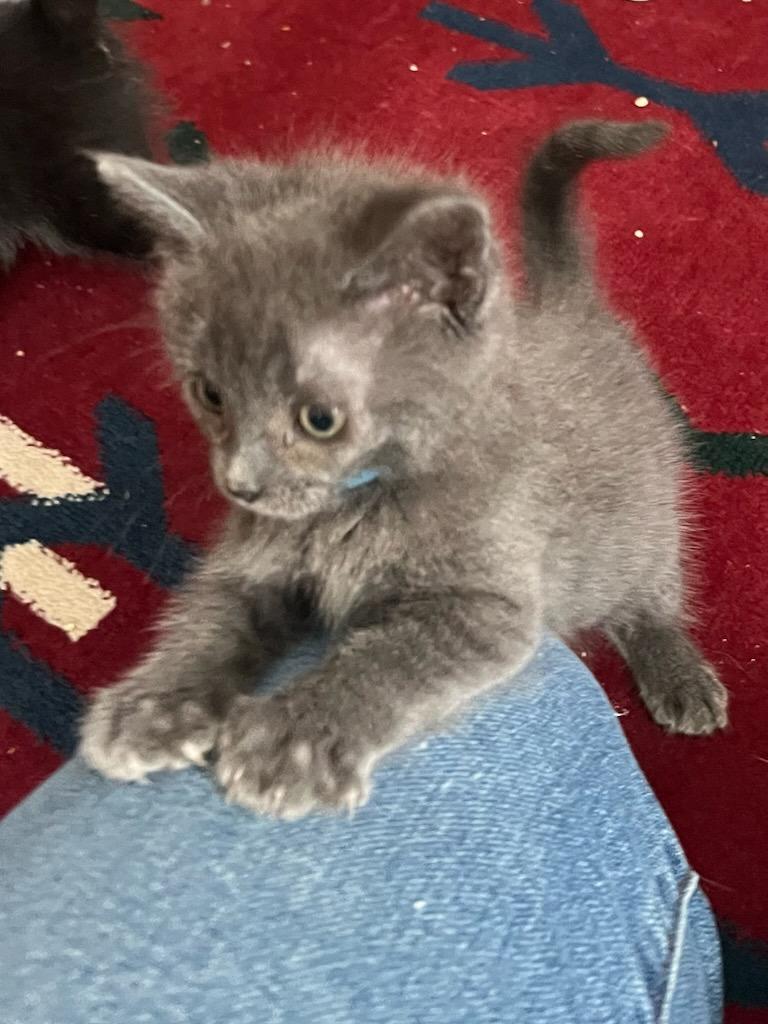 Cat for adoption - Rascal and the Gang, a Domestic Short Hair in ...