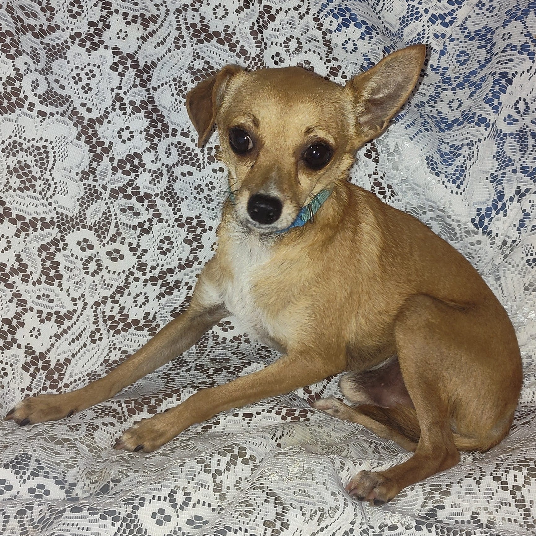 Dog for adoption - CHICO (in NY and ready for meet and greet, a ...