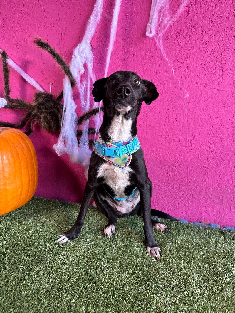 Dog for adoption - Samara, a Labrador Retriever Mix in Las Vegas, NV ...