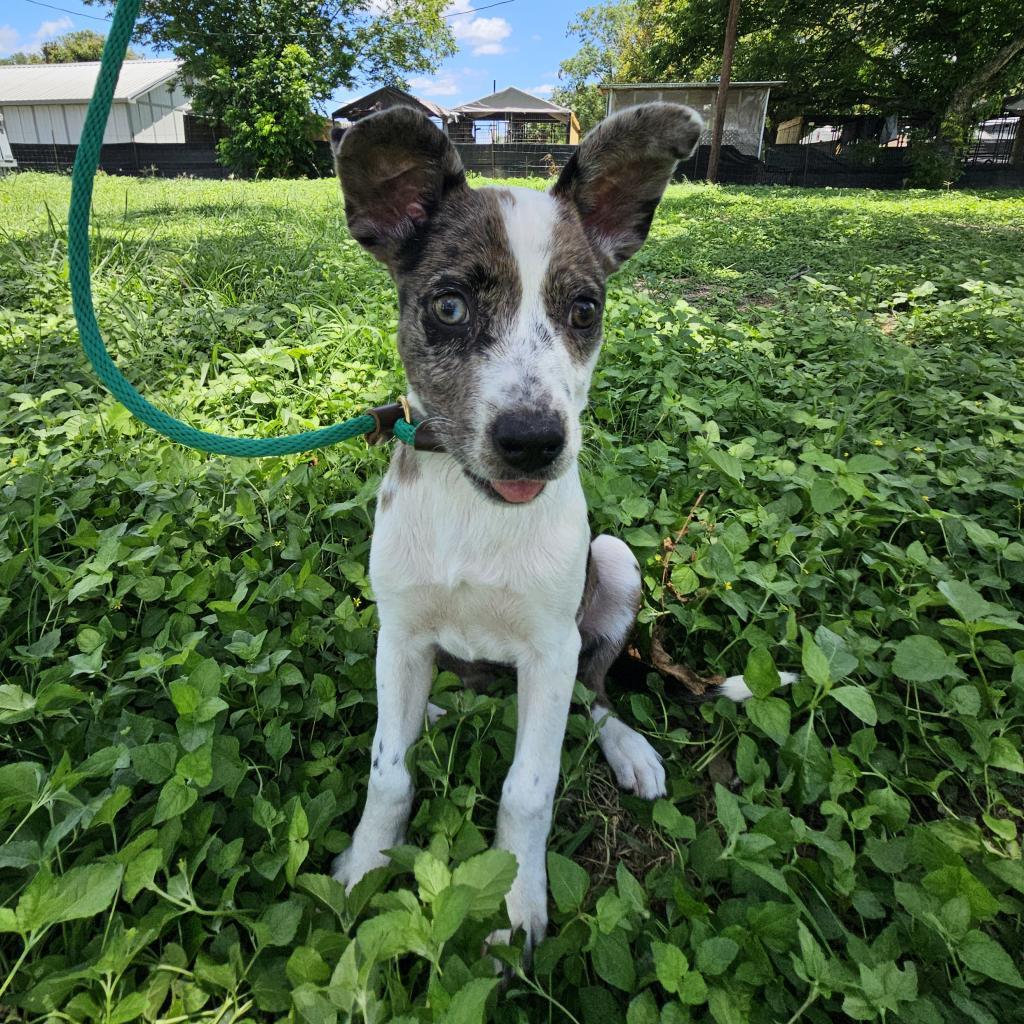 Dog for adoption - Helena JuM*, a Catahoula Leopard Dog in Burnsville ...