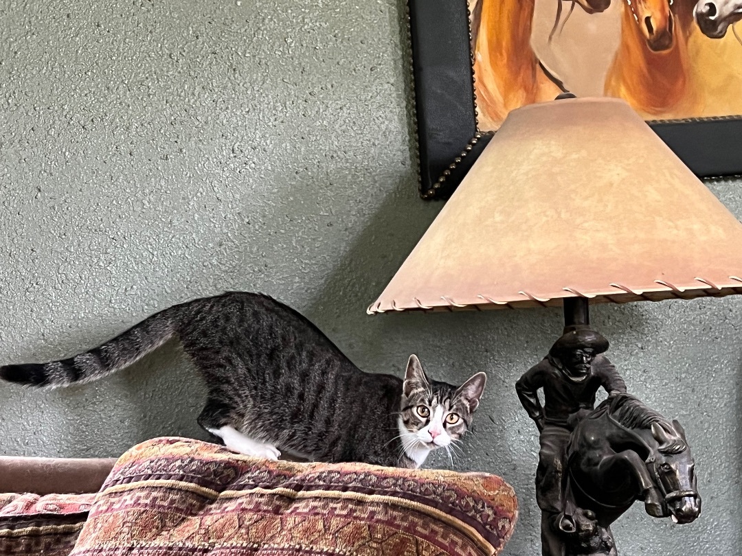 Cat for adoption - Logan, a Domestic Short Hair Mix in Bellevue, WA ...