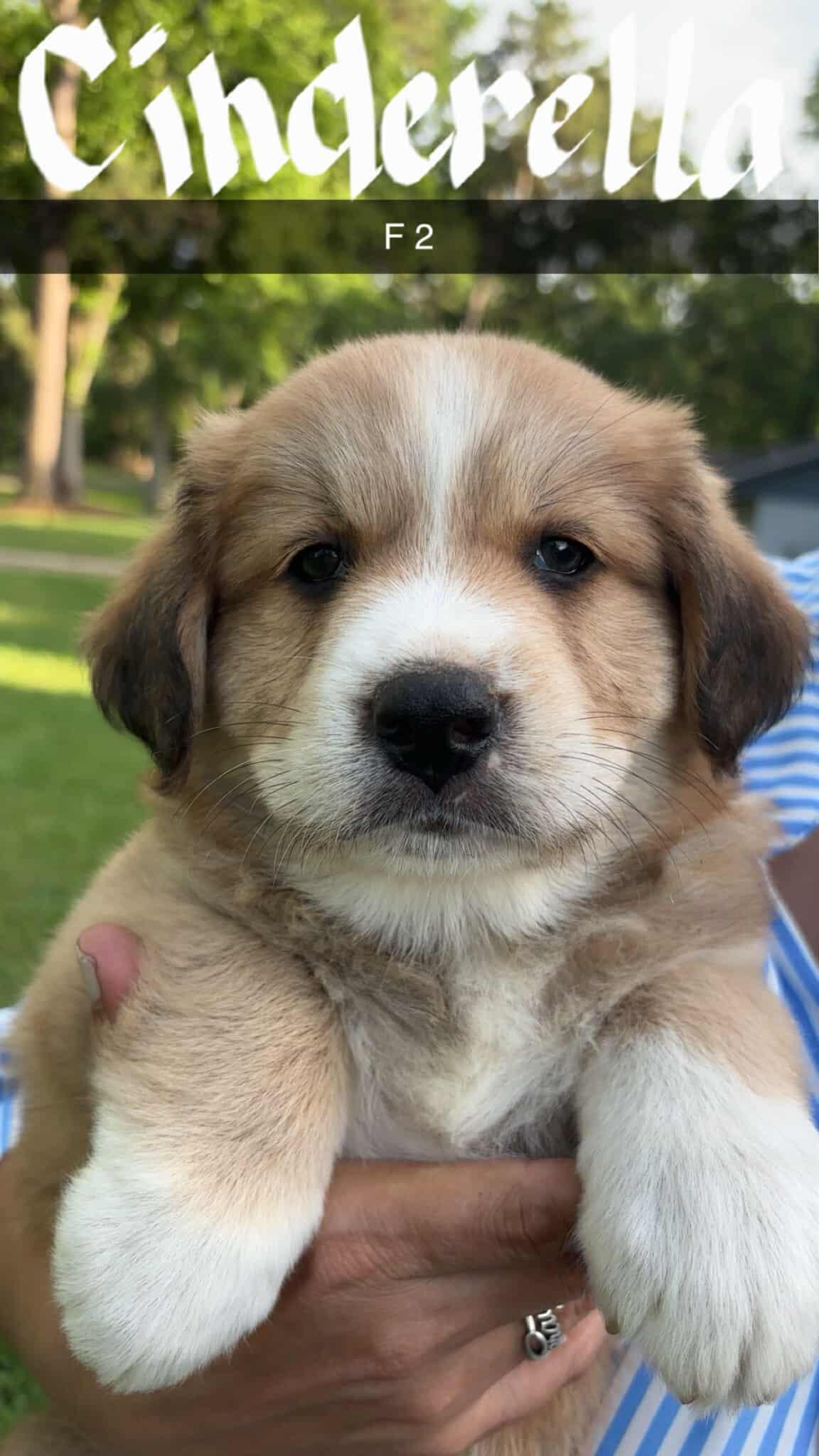 Dog for adoption - Cinderella, a Mixed Breed in Shirley, NY | Petfinder