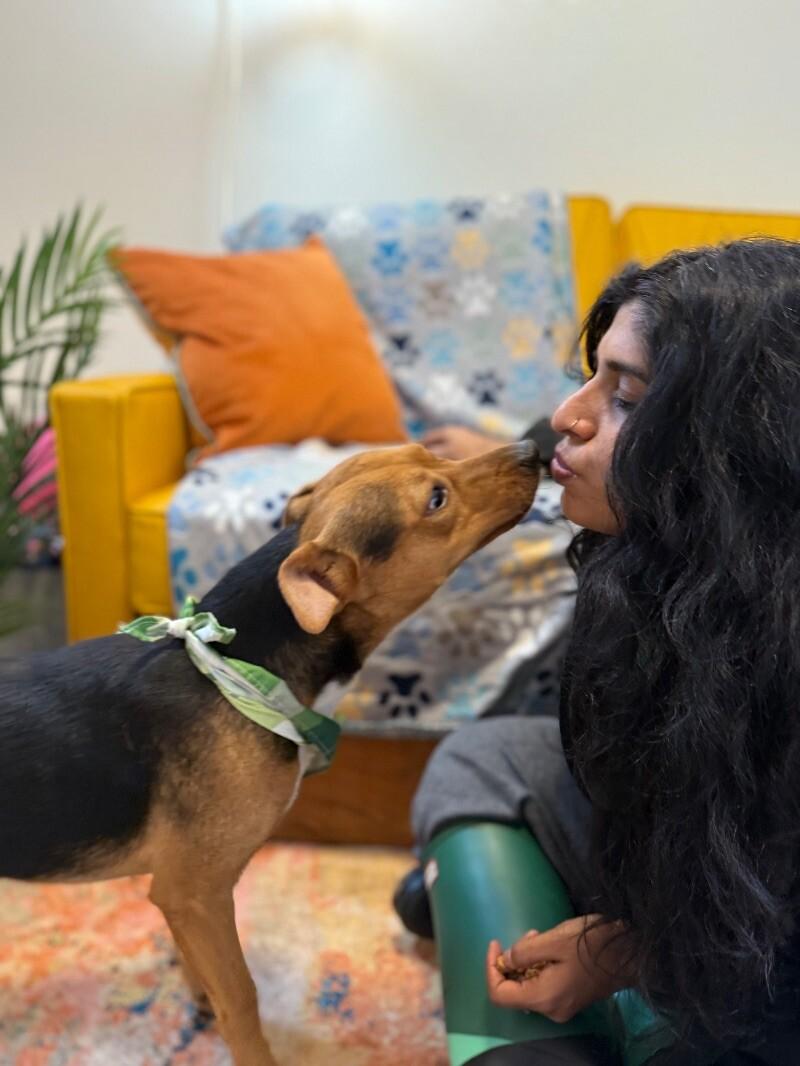 Dog for adoption - Leo Daniel, a Beagle & German Shepherd Dog Mix in ...