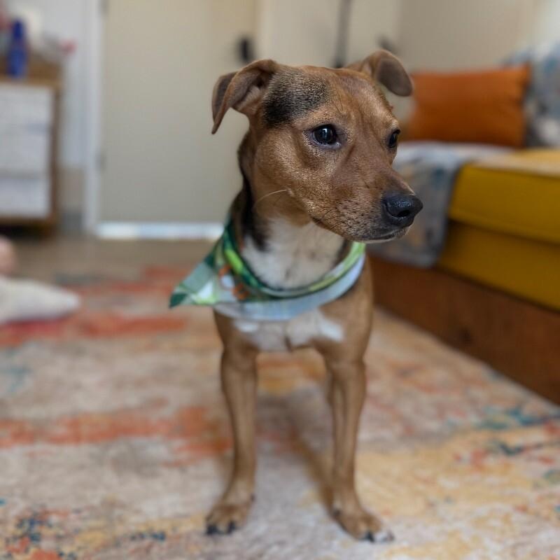 Dog for adoption - Leo Daniel, a Beagle & German Shepherd Dog Mix in ...