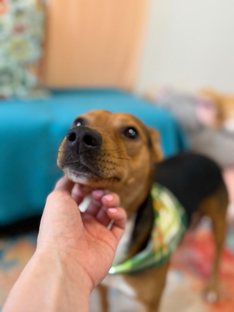 Dog for adoption - Leo Daniel, a Beagle & German Shepherd Dog Mix in ...