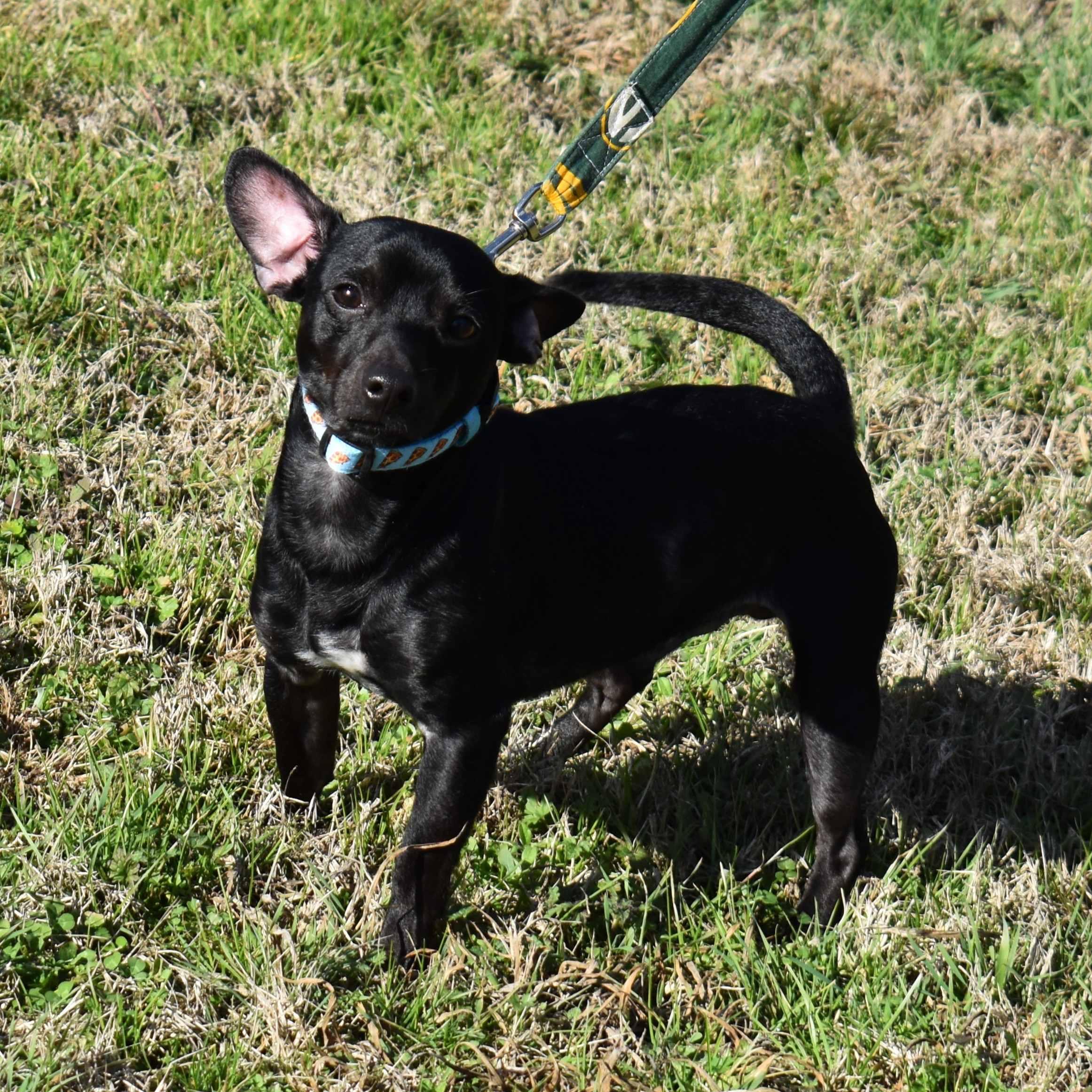 Chip - Adoptable Pet | Petfinder | Petfinder