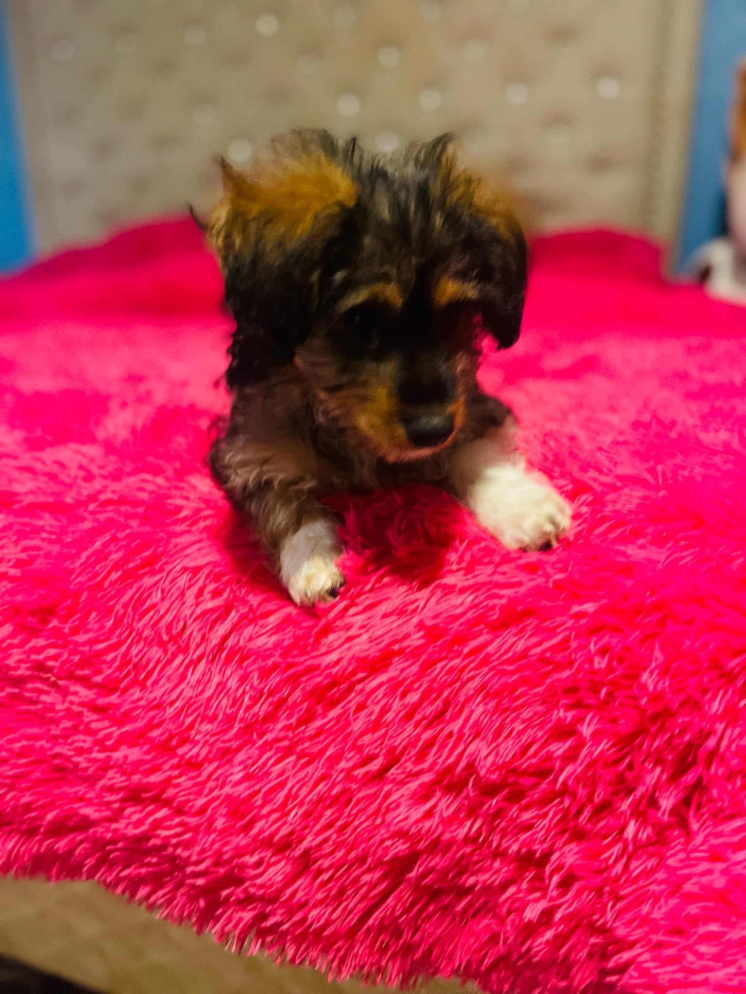Dog for adoption - Marley, a Maltese & Yorkie Poo Mix in Las Vegas, NV ...