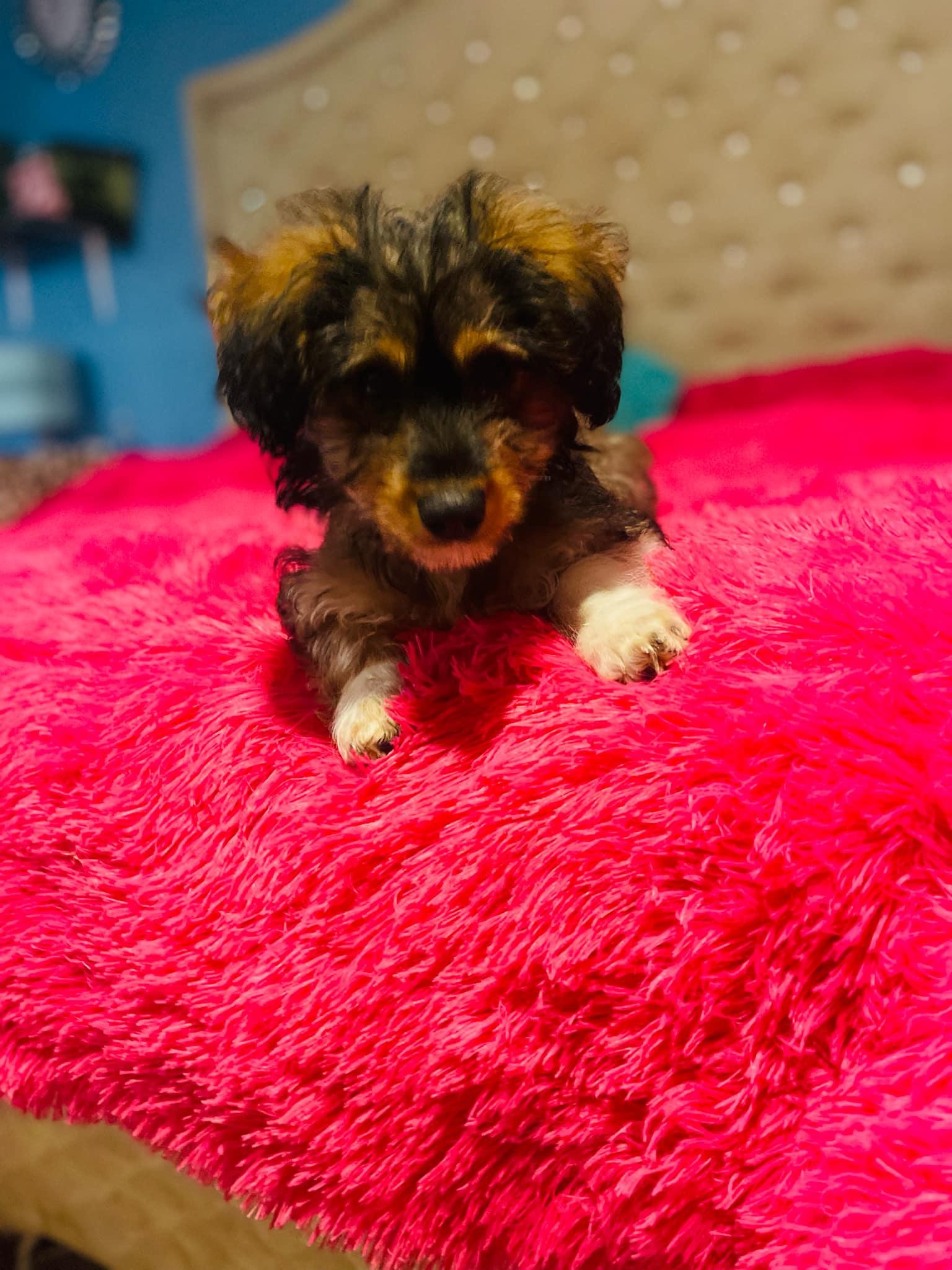 Dog for adoption - Marley, a Maltese & Yorkie Poo Mix in Las Vegas, NV ...