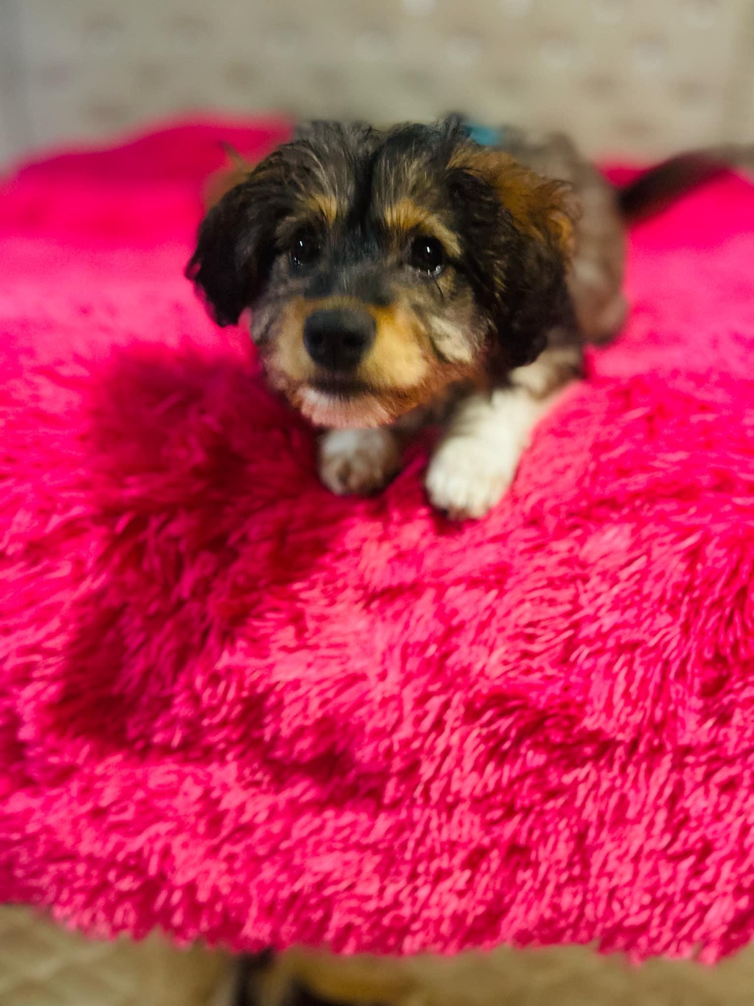Dog for adoption - Marley, a Maltese & Yorkie Poo Mix in Las Vegas, NV ...