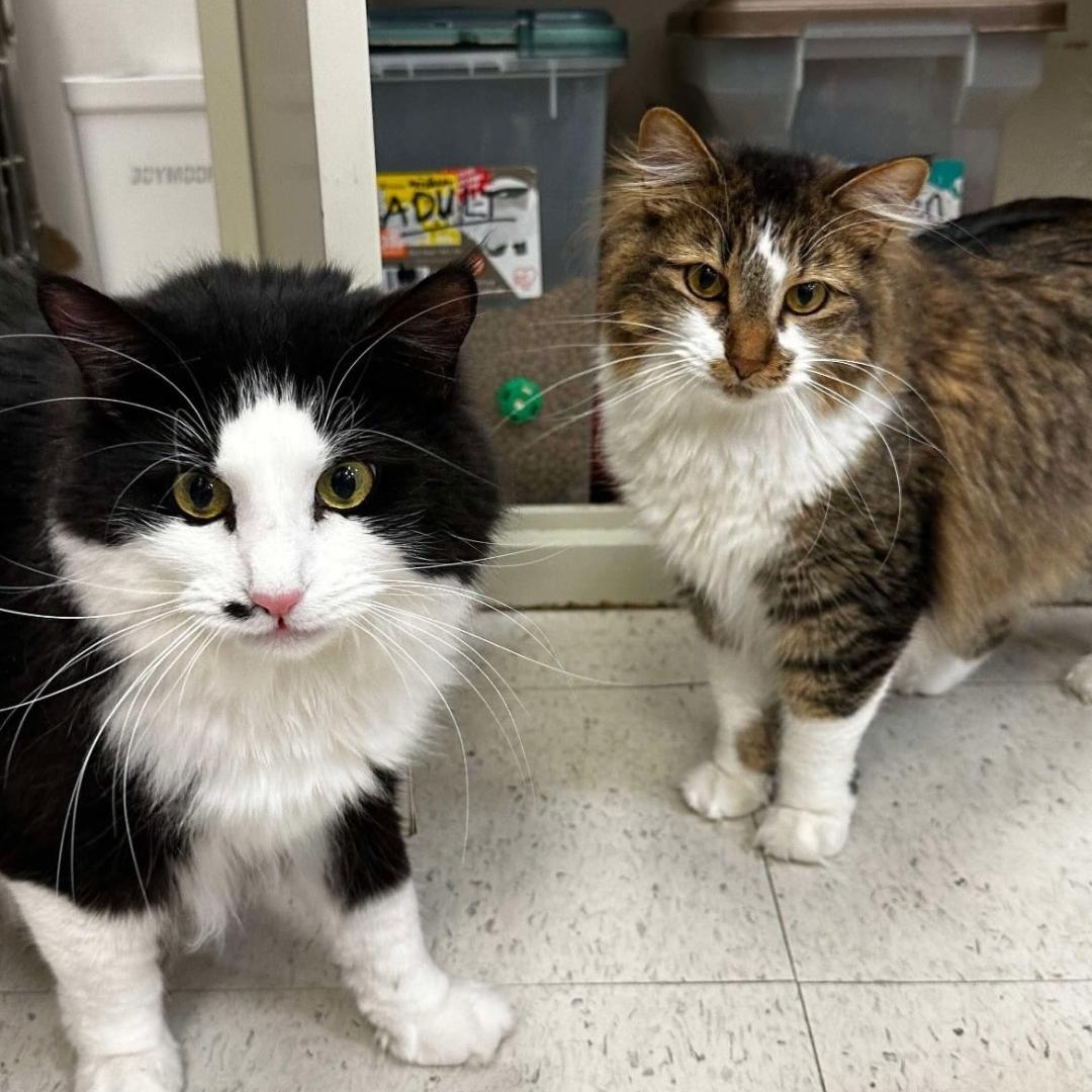 Cat for adoption - Katniss & Primrose, a Domestic Medium Hair in Warr ...