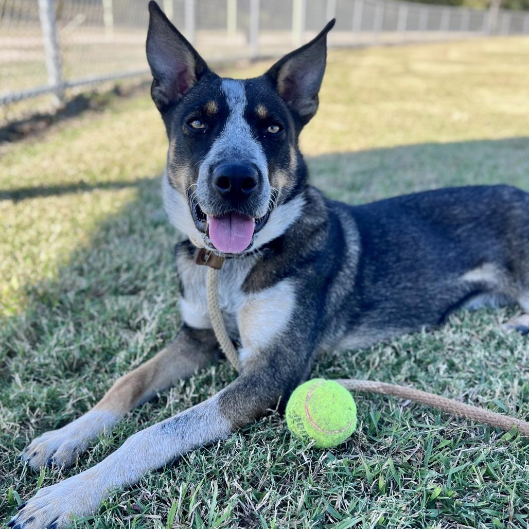 Dog for adoption - Pop-Off and Take the Spotlight, Pepper, an ...