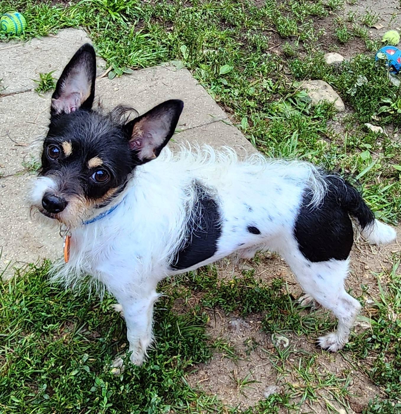 Dog for adoption - Charlie, a Toy Fox Terrier in Lake Geneva, WI ...