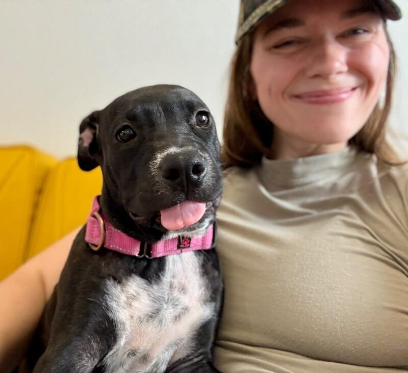 Dog for adoption - Winnie the Pup, a Labrador Retriever & Pit Bull ...