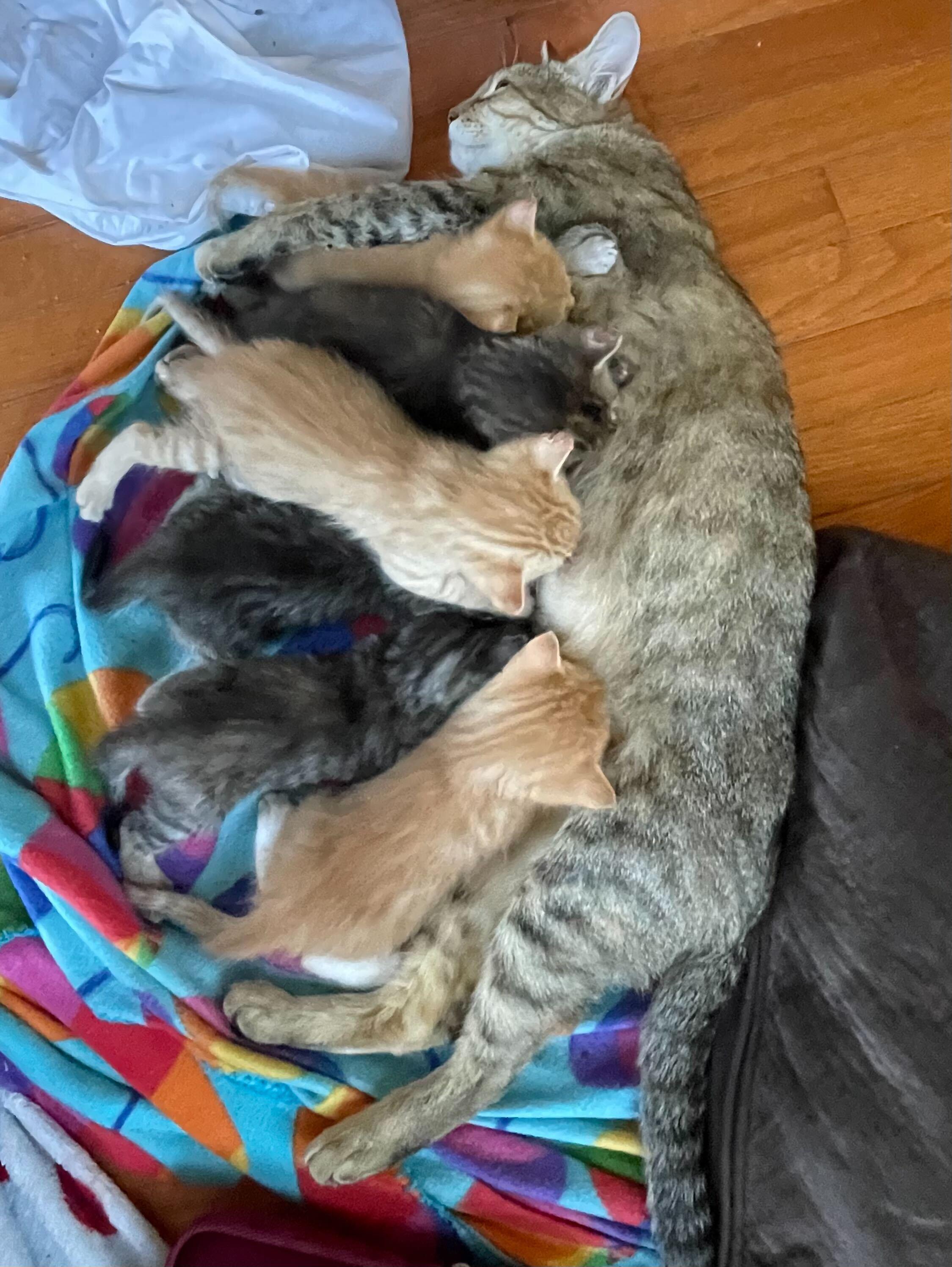 Available Cats | The Cat Connection | Cat Rescue Organization