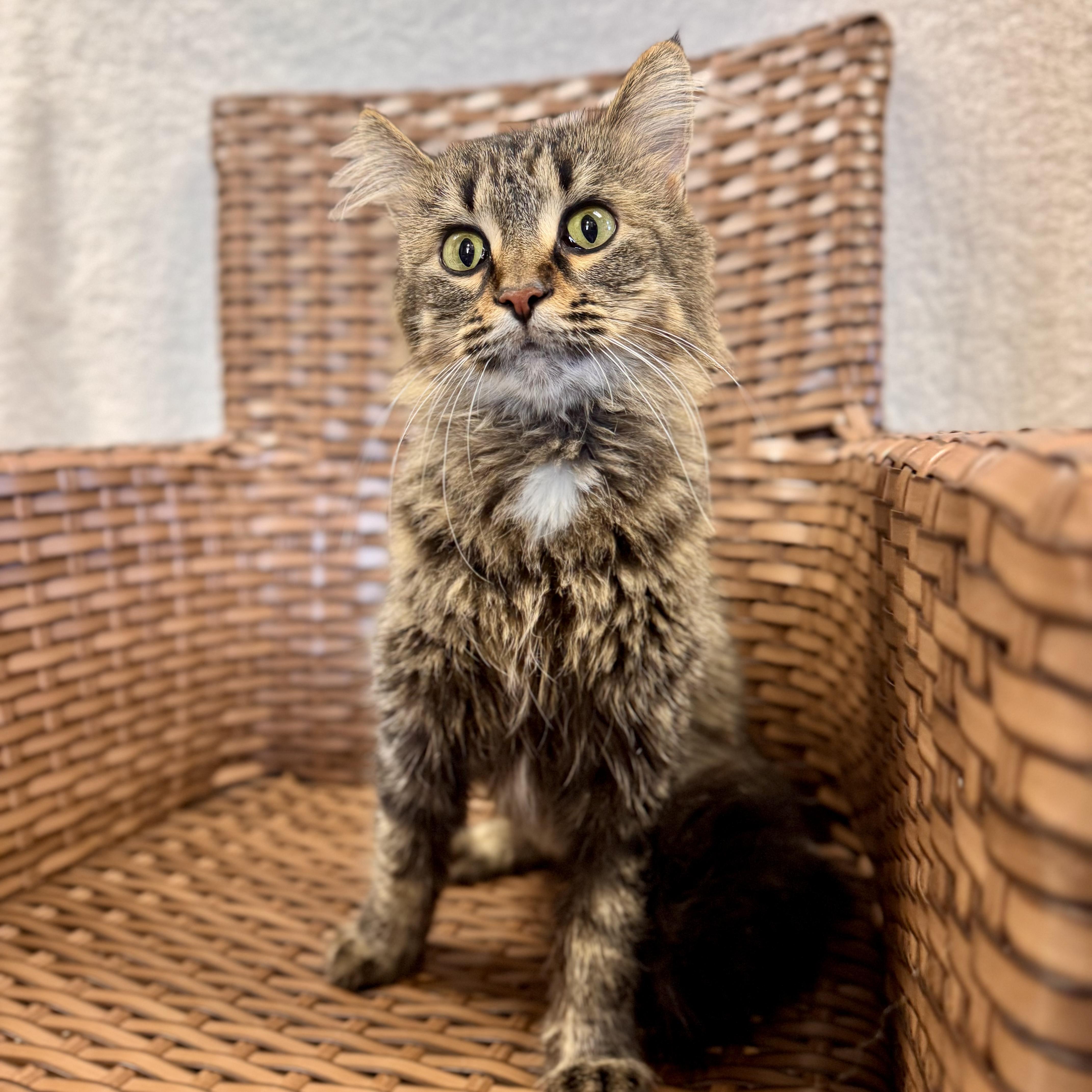 Sassafras - Adoptable Pet | Petfinder | Petfinder