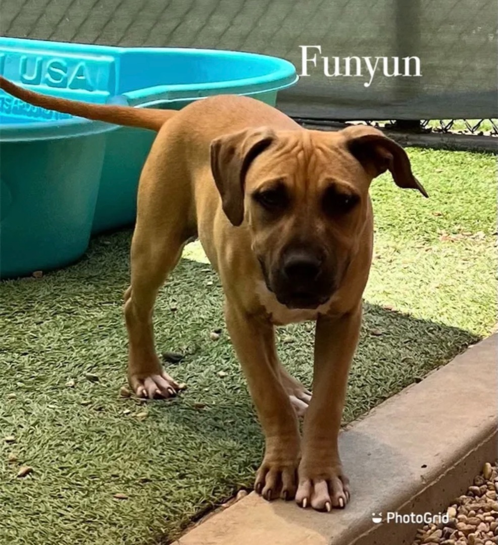 Dog for adoption - Funyun, an American Bulldog Mix in Washington, DC ...