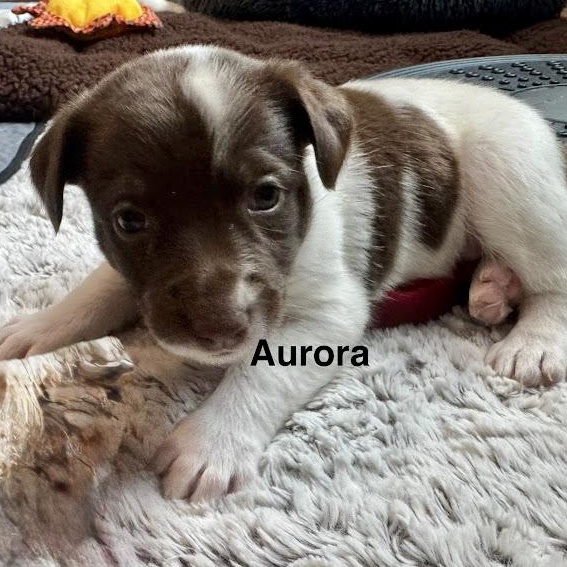Dog for adoption - Aurora, a Chocolate Labrador Retriever & Border Collie Mix in Missoula, MT ...