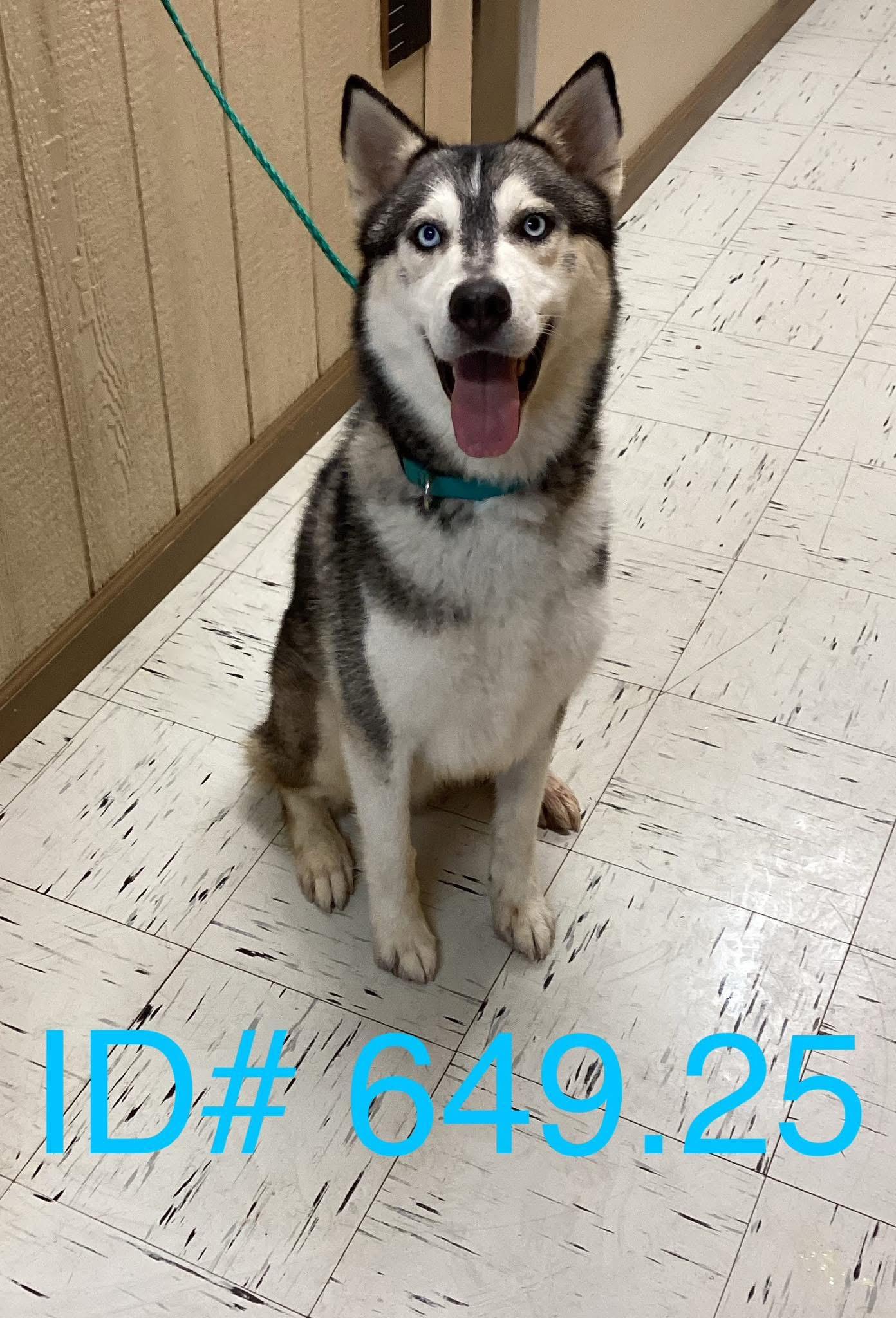 Dog for adoption - North, a Siberian Husky in Naples, FL | Petfinder