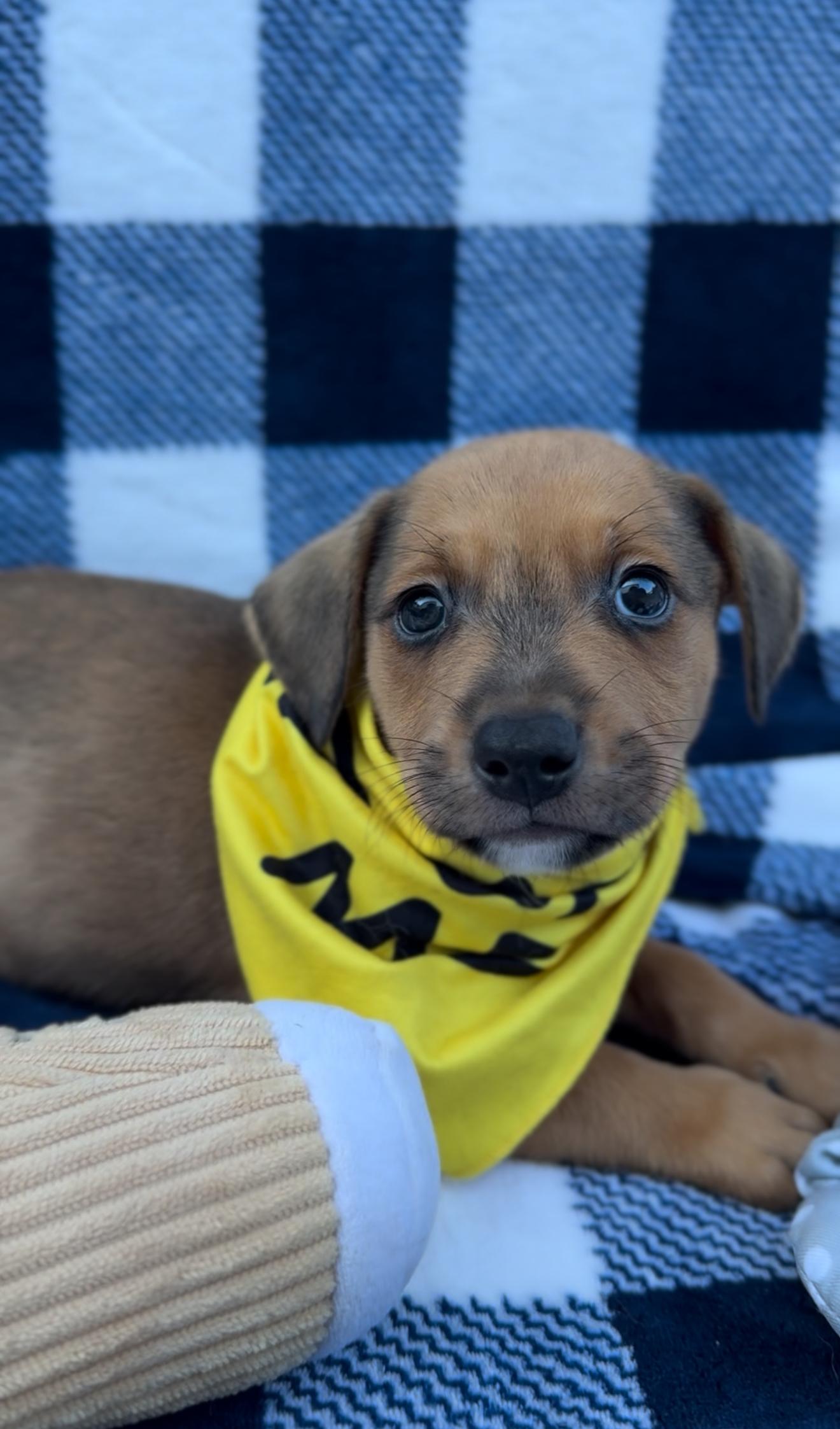 Dog for adoption - Pugsley, a Vizsla Mix in East Hartford, CT | Petfinder