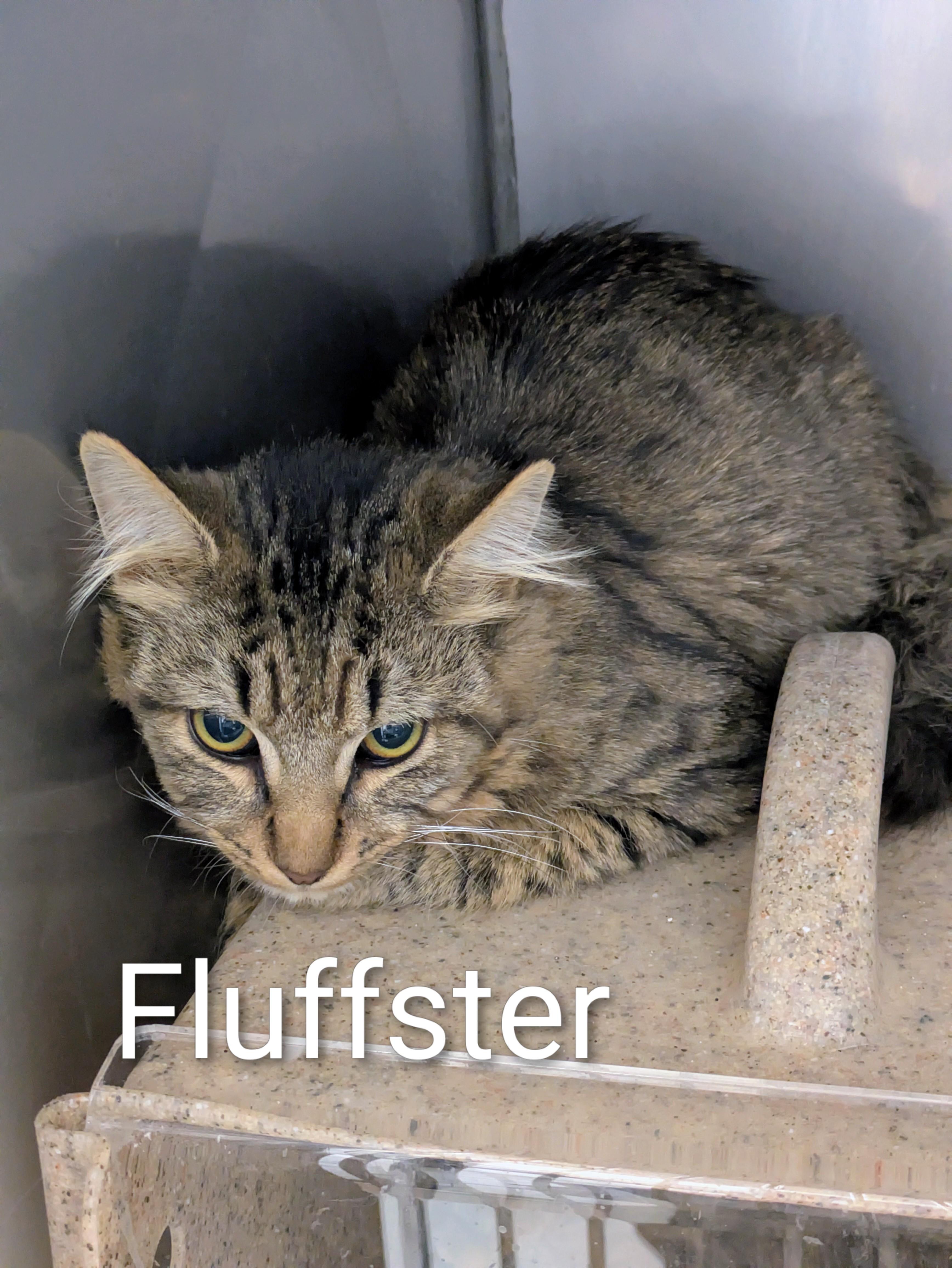 Cat for adoption - Fluffster, a Domestic Medium Hair Mix in Bedford, VA ...