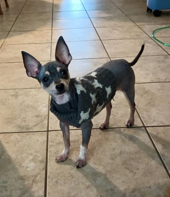 Dog for adoption - Rex, a Chihuahua in Austin, TX | Petfinder