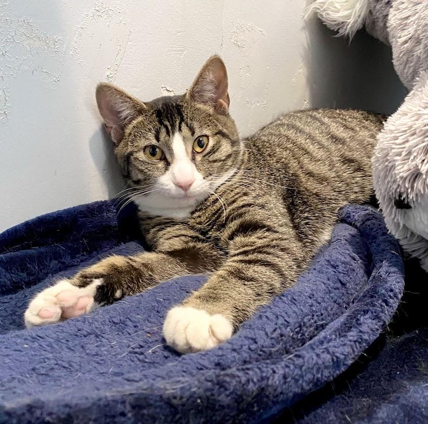 Cat for adoption - Dana, a Domestic Short Hair in Lafayette, NJ | Petfinder