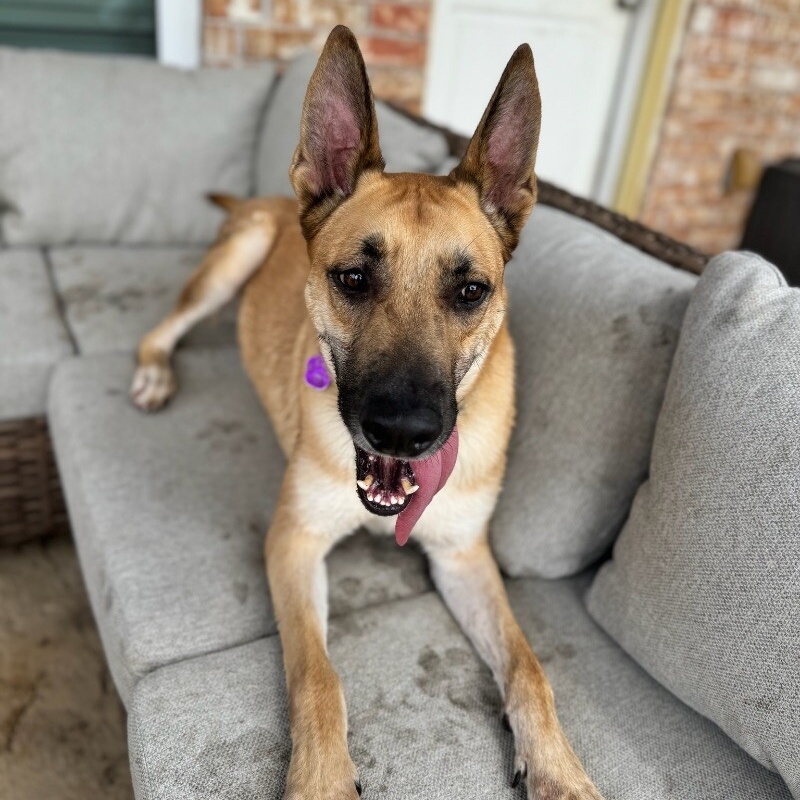 Dog for adoption - Calhoun English, a German Shepherd Dog Mix in ...