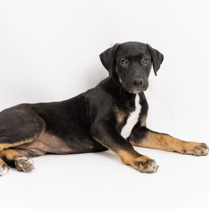 Dog for adoption - Butterball, a Mixed Breed in Cleveland, OH | Petfinder