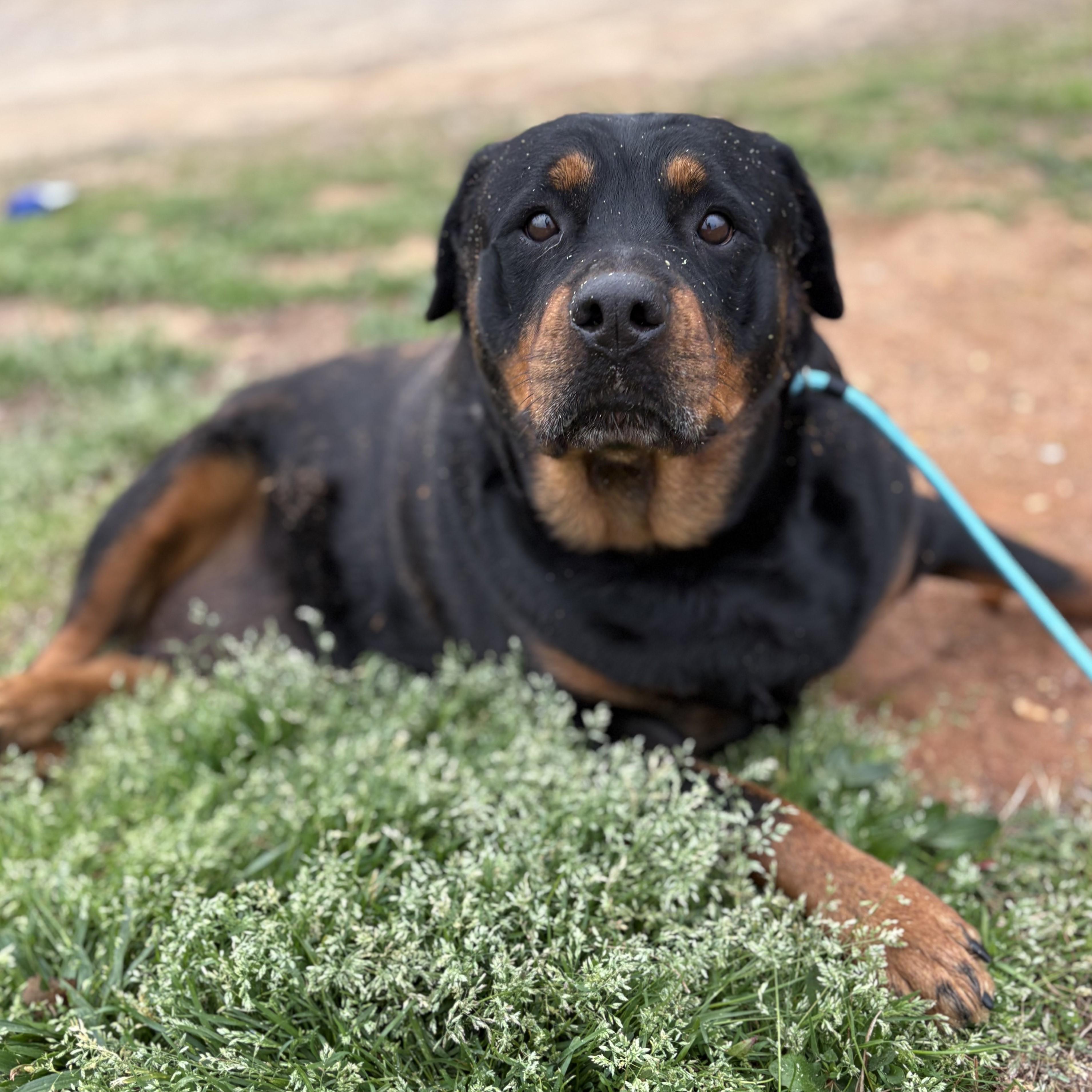 Dog for adoption - Big Debbie, a Rottweiler in Frederick , MD | Petfinder