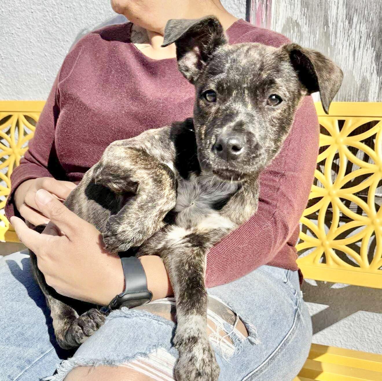 Dog for adoption - Alexus, an Australian Cattle Dog / Blue Heeler ...