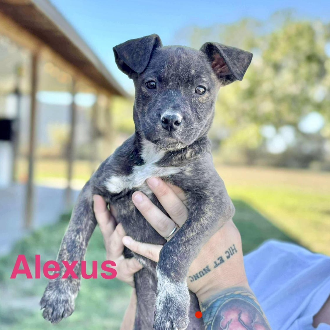 Dog for adoption - Alexus, an Australian Cattle Dog / Blue Heeler ...