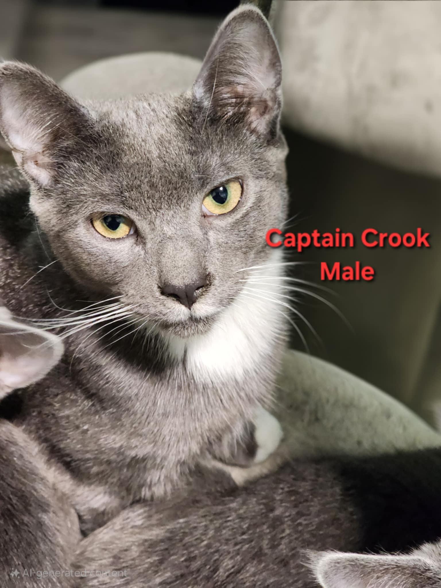 Cat for adoption - Captain Crook & Stache- BONDED PAIR, a Domestic ...