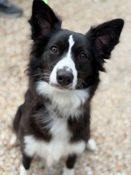 Dog for adoption - Daisy, a Border Collie Mix in Putnam, CT | Petfinder