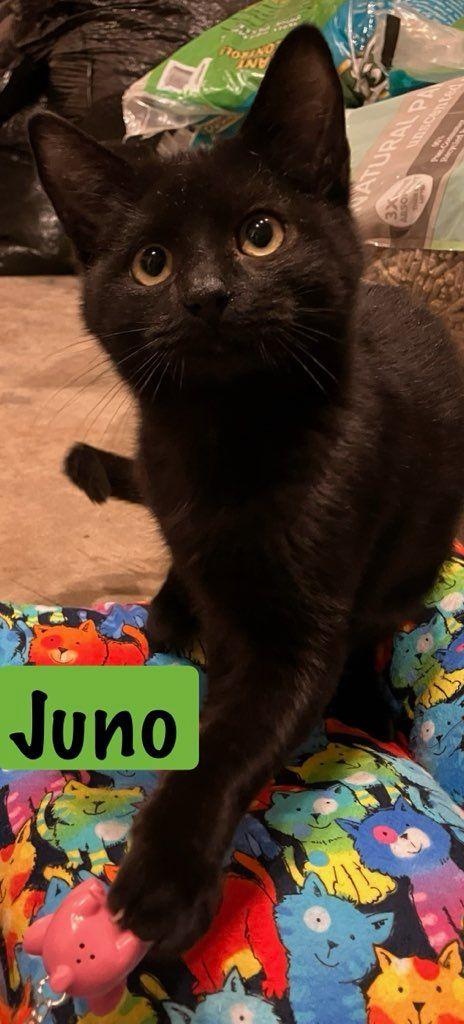 Cat for adoption - Juno, a Domestic Short Hair in Zimmerman, MN | Petfinder