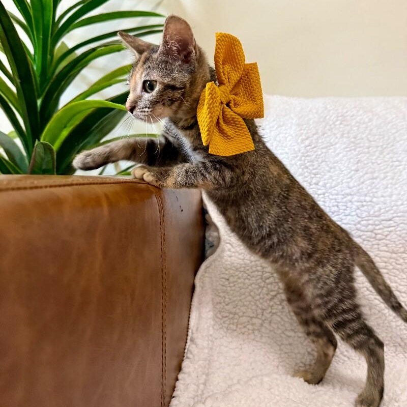 Cat for adoption - Stella, a Calico & Tabby Mix in Indianapolis, IN ...