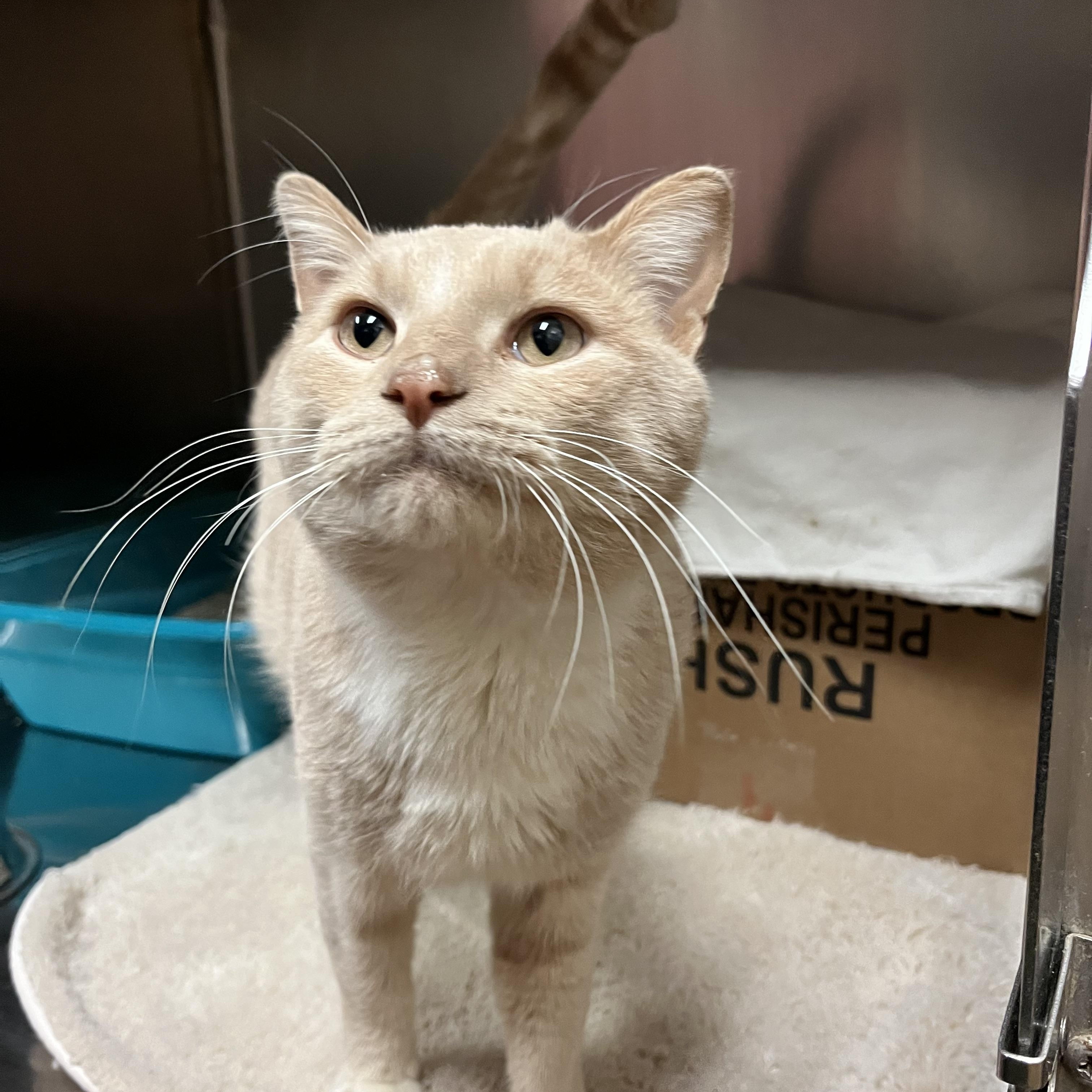 Cat for adoption - Jimmy, a Domestic Short Hair in Minneapolis, MN ...