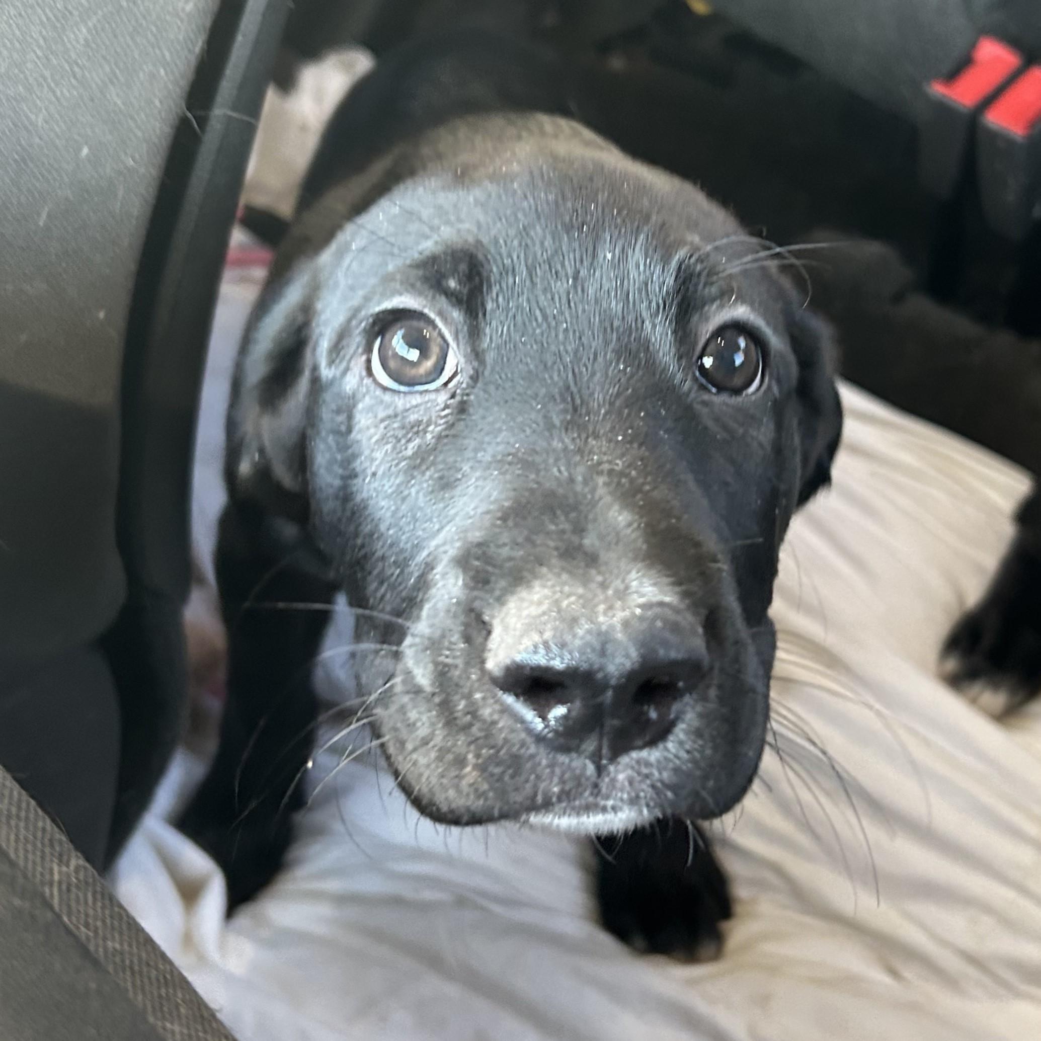 Dog for adoption - Chatter, a Labrador Retriever Mix in Washington, DC ...