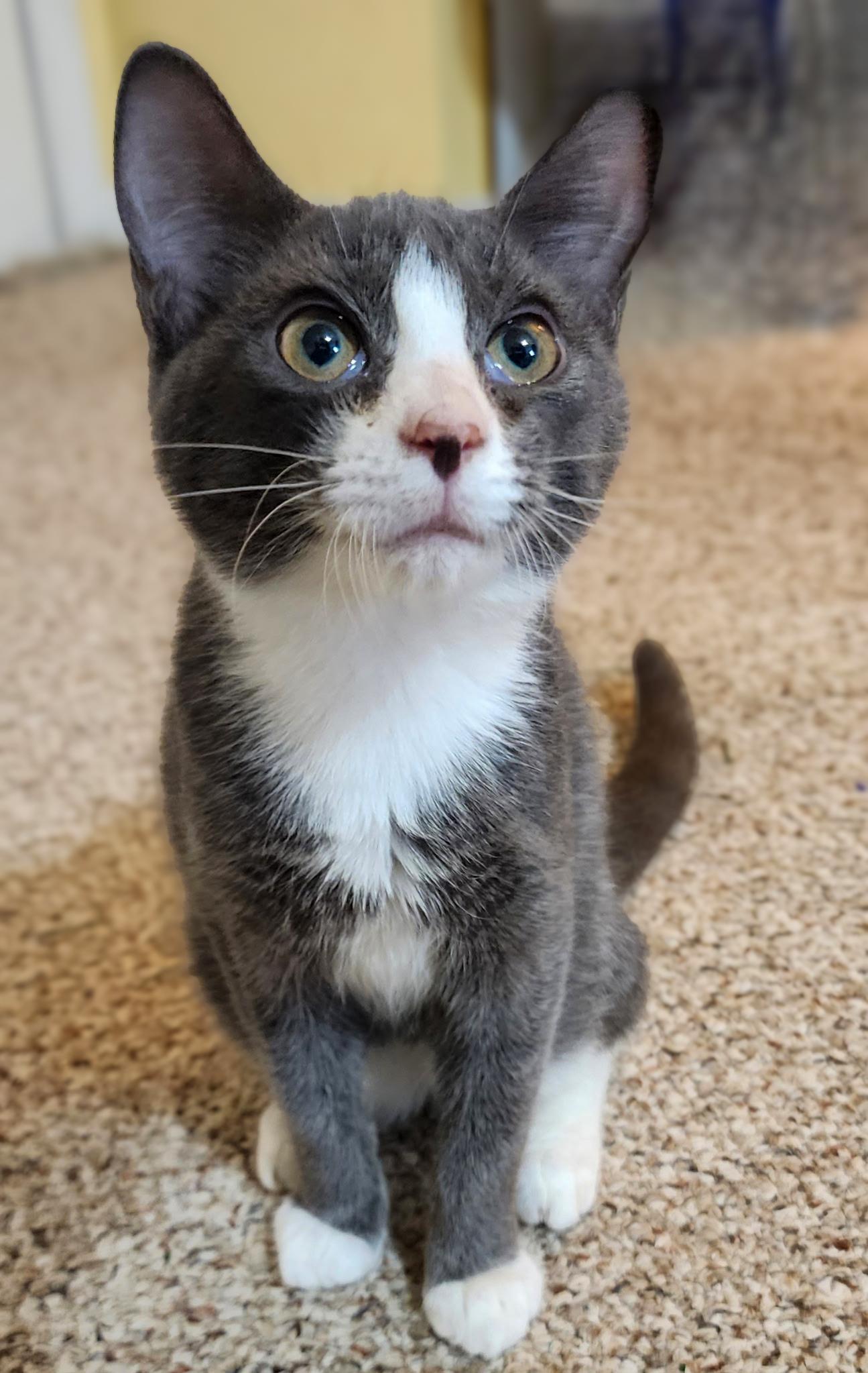 Cat for adoption - Dunkin, a Domestic Short Hair in Pound, VA | Petfinder