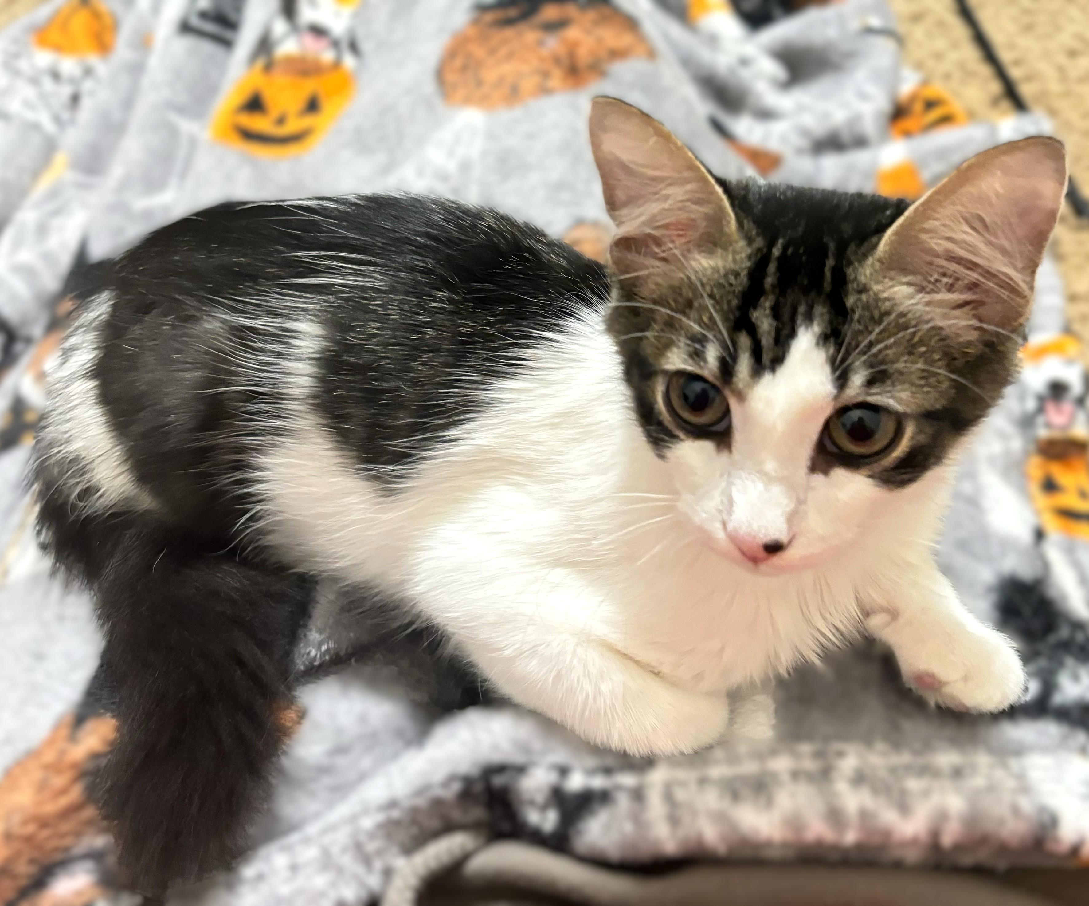 Cat for adoption - Daze, a Domestic Long Hair & Tabby Mix in NOTTINGHAM, MD | Petfinder