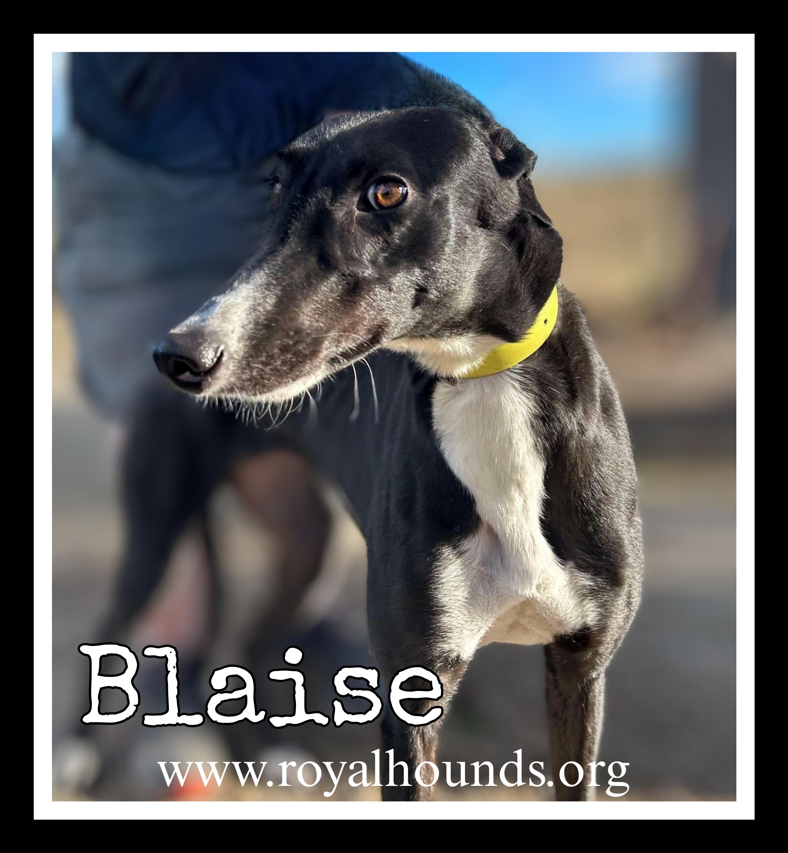 Dog for adoption - Blaise, a Greyhound in Seattle, WA | Petfinder