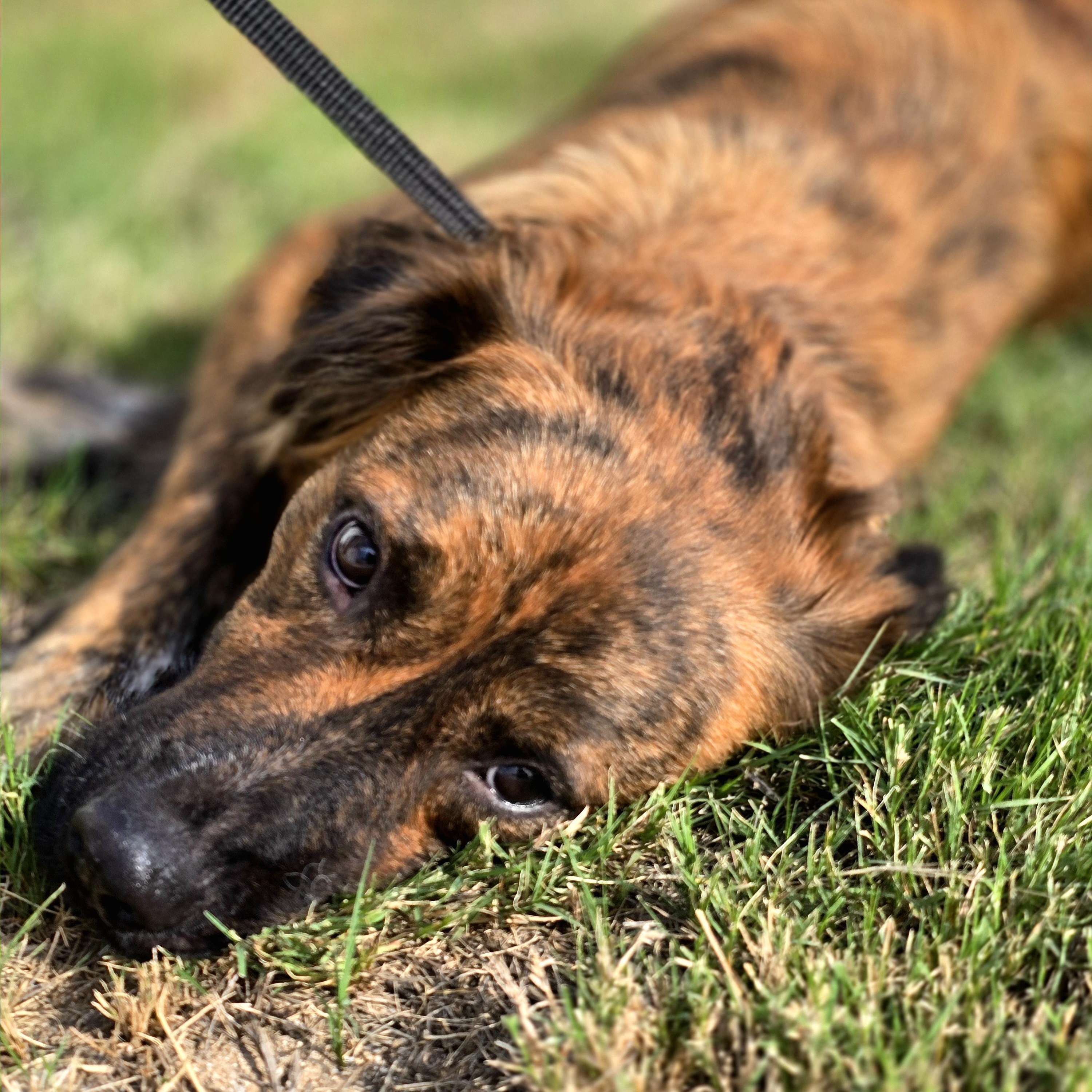 Dog for adoption - Ruthy, an Australian Shepherd Mix in Elgin, TX ...